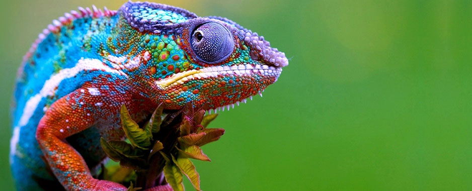 There's a Chameleon in your Wi-Fi - TechCentral