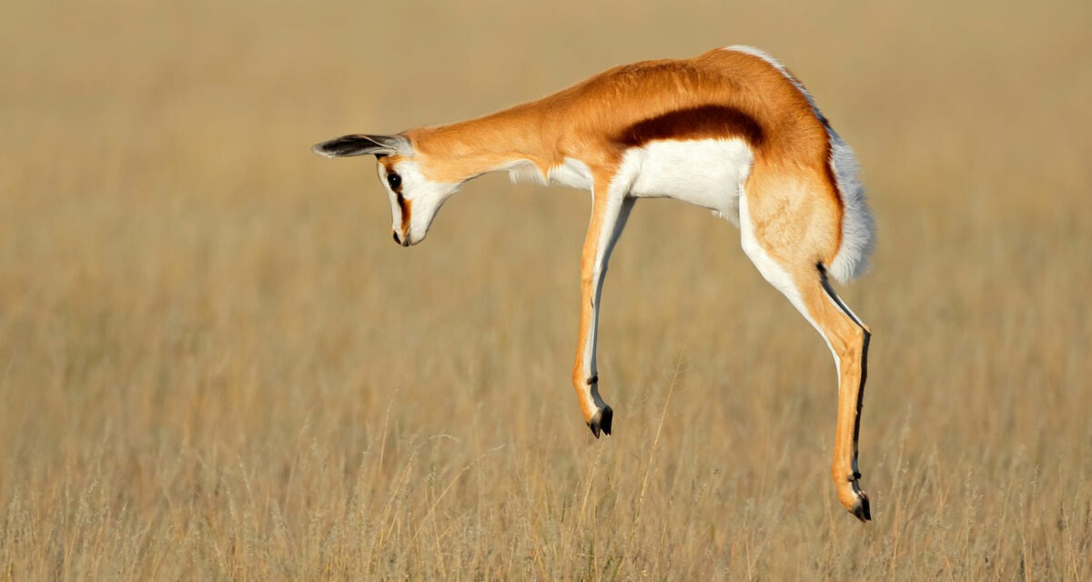 Lab-grown springbok and impala on the menu in South Africa - TechCentral