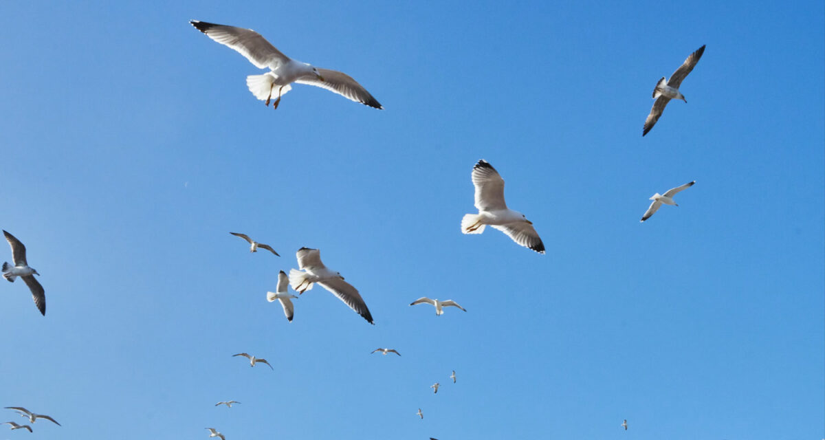 Parts of Twitter source code leaked online - TechCentral