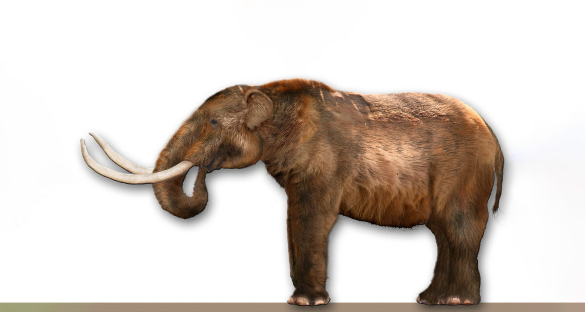Mastodon on the rise: what is it, and how does it work?