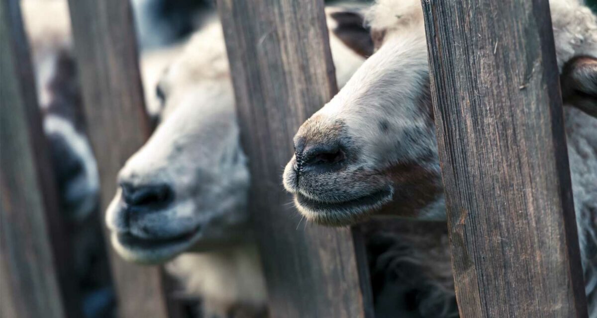 Musk's Neuralink faces backlash over animal testing - TechCentral Science