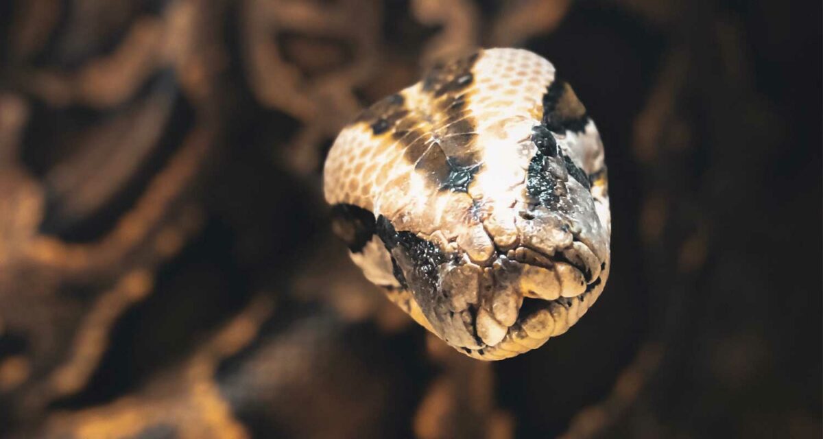 What is Russia's Snake malware, and why is it so dangerous? - TechCentral