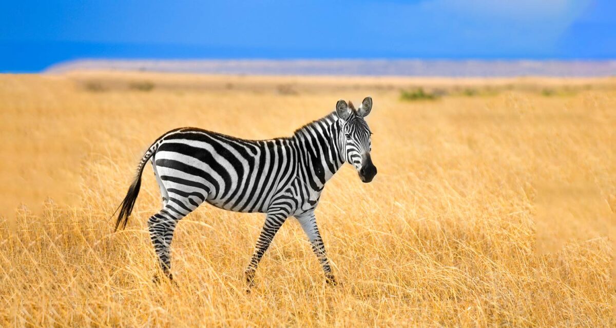 South Africa bids to put zebra meat on the menu - TechCentral News