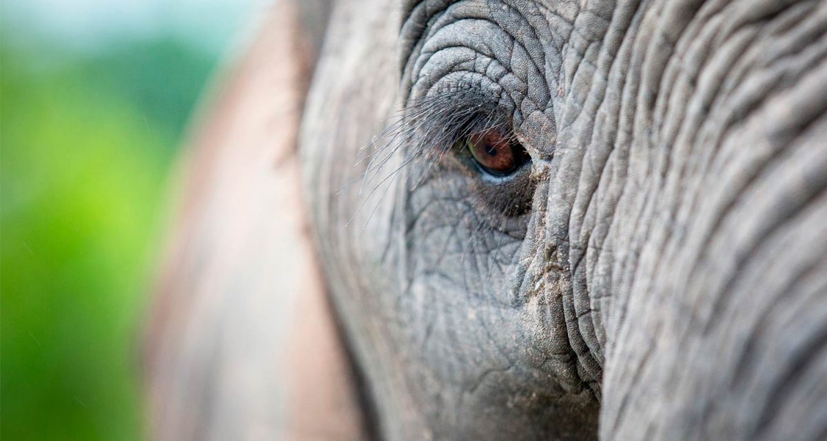 Study shows elephants might call each other by name - TechCentral